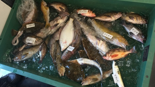 How did the nuclear power plant accident affect fish off Fukushima ...